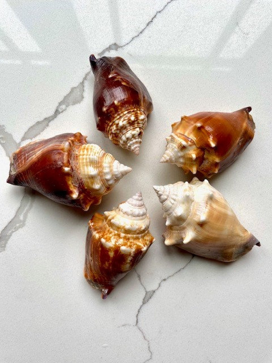 5 X Florida Fighting Conch Shells - Various Sizes. - Etsy