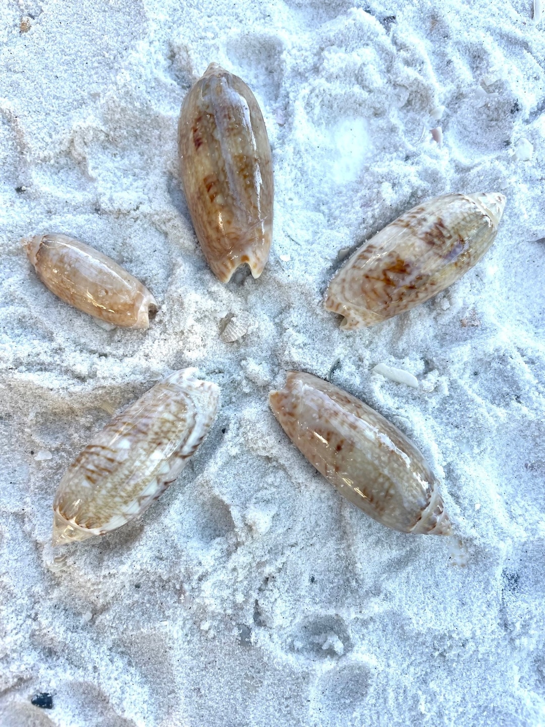 5 X Beautiful Lettered Olive Shells From Southwest Florida. All 1-2 ...