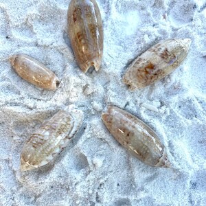 5 X Beautiful Lettered Olive Shells From Southwest Florida. All 1-2 ...