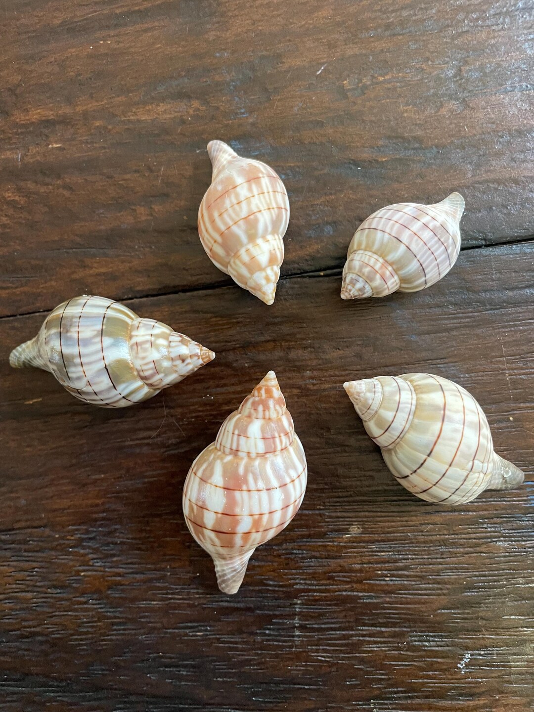 5 Florida Banded Tulip Shells - Etsy