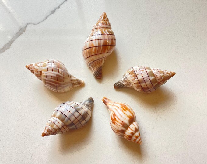 5 Florida Banded Tulip Shells - Etsy