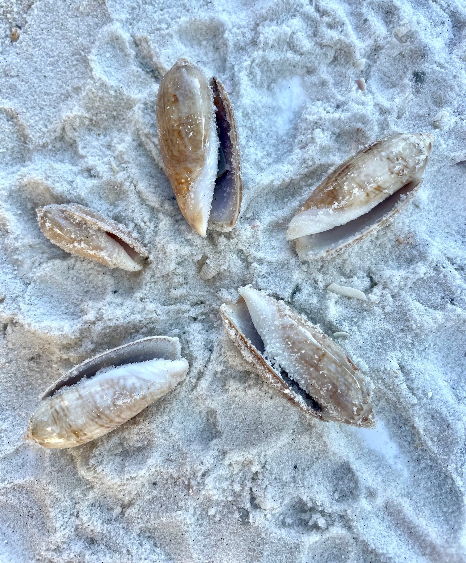 5 X Beautiful Lettered Olive Shells From Southwest Florida. All 1-2 ...