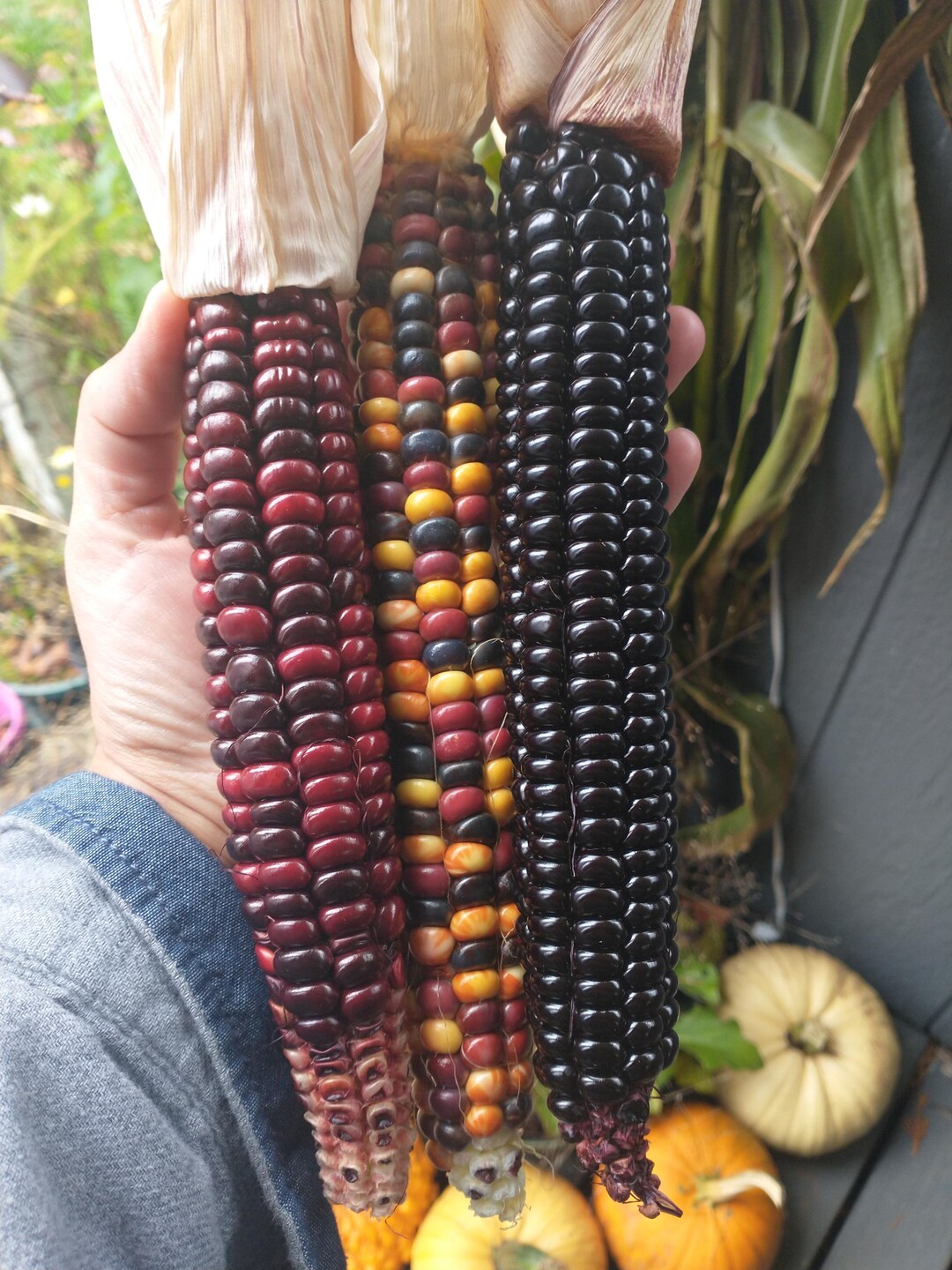 Decorative Corn Bundle Three Colorful Ears With Husks Fall Decor ...