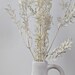 20 STEMS Bleached Dried Italian Ruscus Dried Greenery Home Decor Floral ...