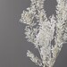 20 STEMS Bleached Dried Italian Ruscus Dried Greenery Home Decor Floral ...