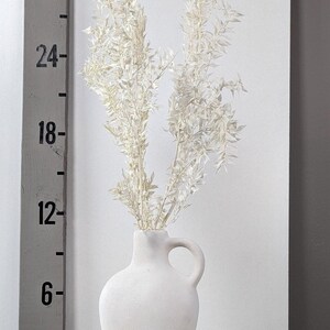 20 STEMS Bleached Dried Italian Ruscus Dried Greenery Home Decor Floral ...