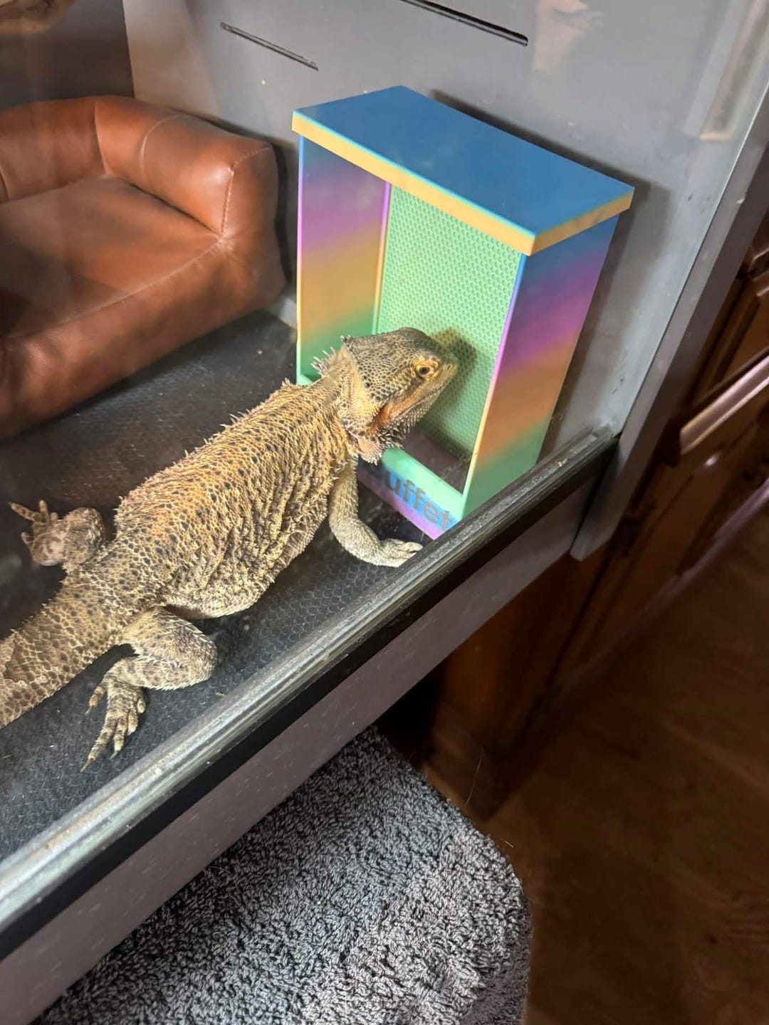 Bug Buffet – 3D Printed Bearded Dragon Feeder | Escape-proof Bug Bowl ...