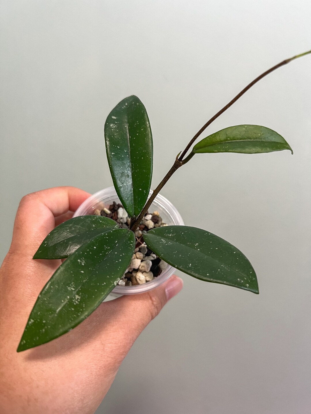 Hoya SMS Crystal carnosa X Pubicalyx pink Silver EXACT Plant US Seller ...