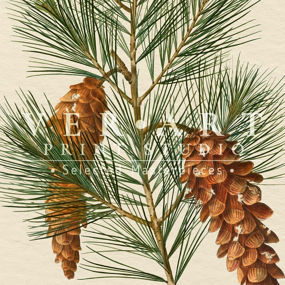 Vintage Pine Cone Wall Art Printable |pine Tree Branch Sketch | Digital ...