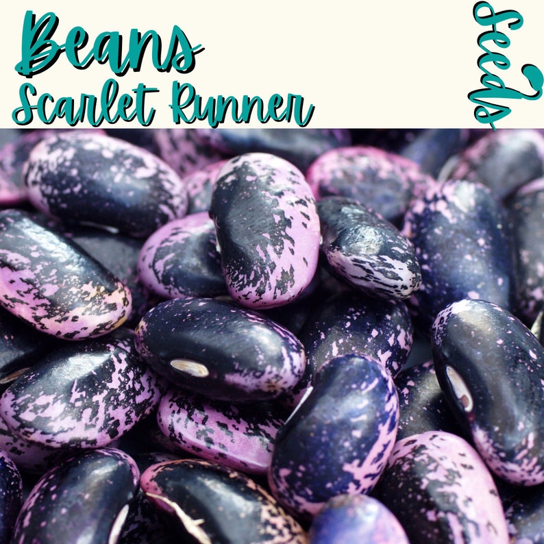 Scarlet Runner Bean Seeds Open Pollinated Heirloom Non-gmo Canadian ...