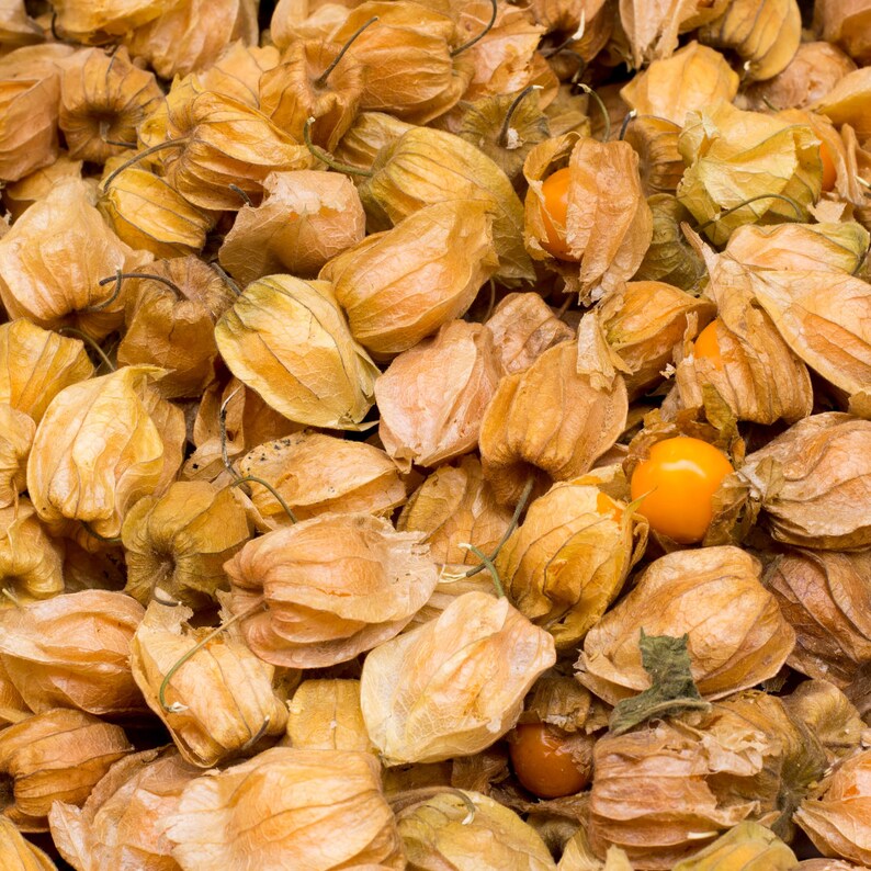 Ground Cherry Seeds | Open Pollinated | Heirloom | Non-gmo | Canadian ...