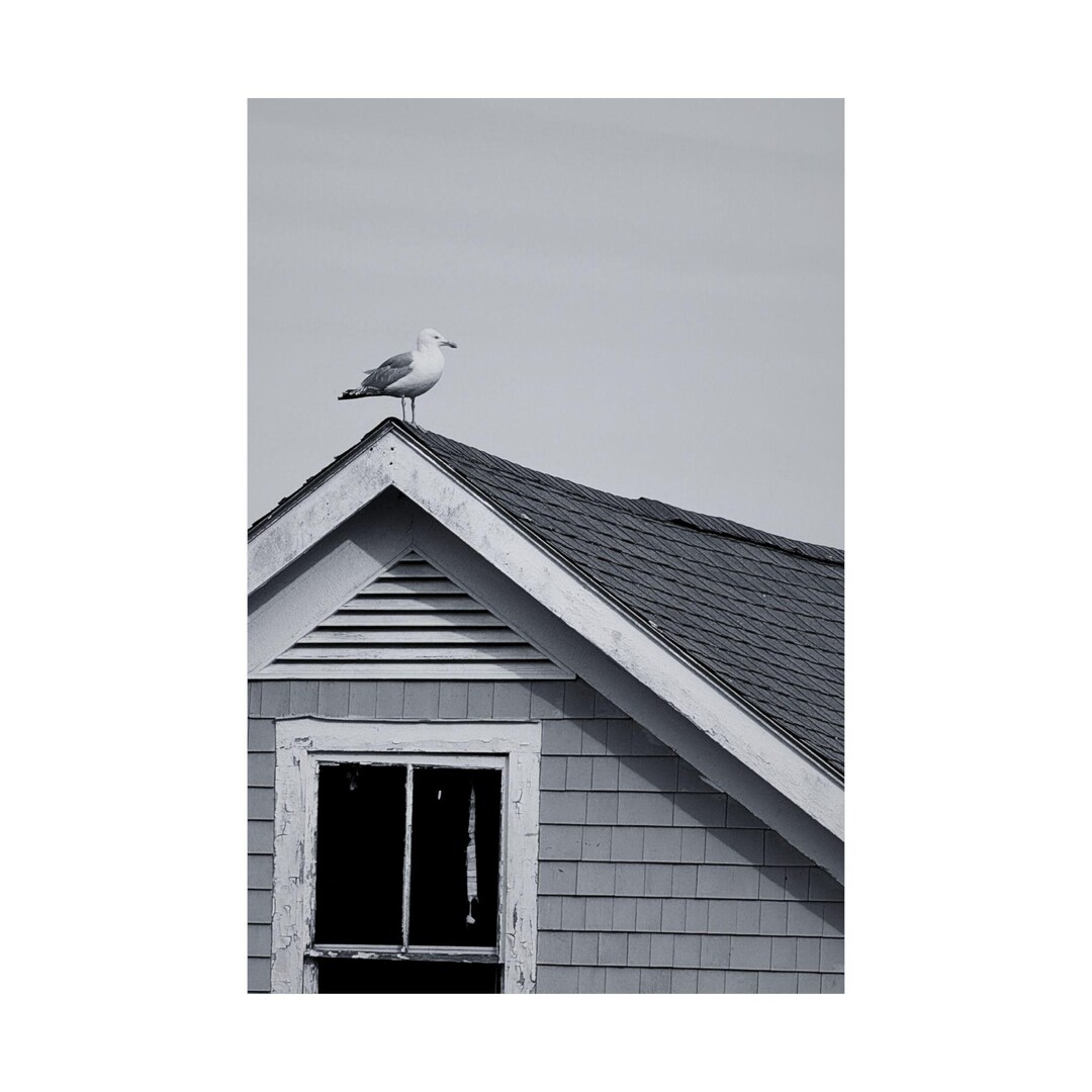Black and White Seagull Coastal Poster, Beach House Decor, Seagull Art ...