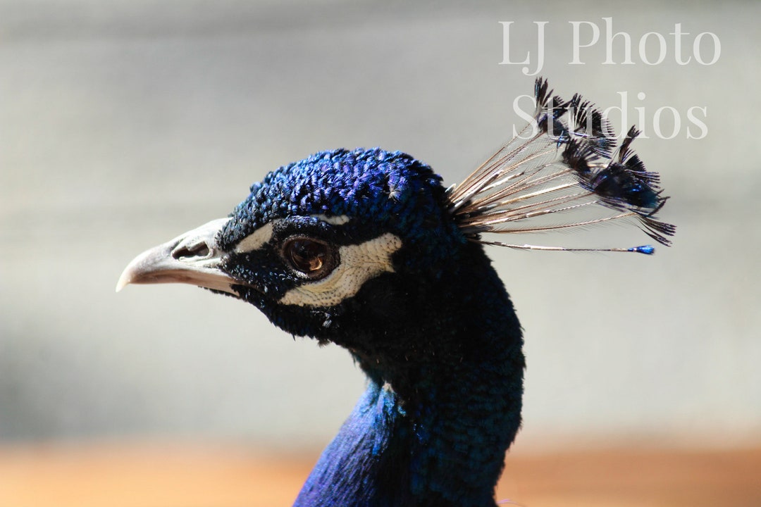 Bird Portrait Photo Set - Etsy