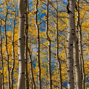 Aspens, Colorado Photography, Fall Foliage Image, Trees, Autumn ...