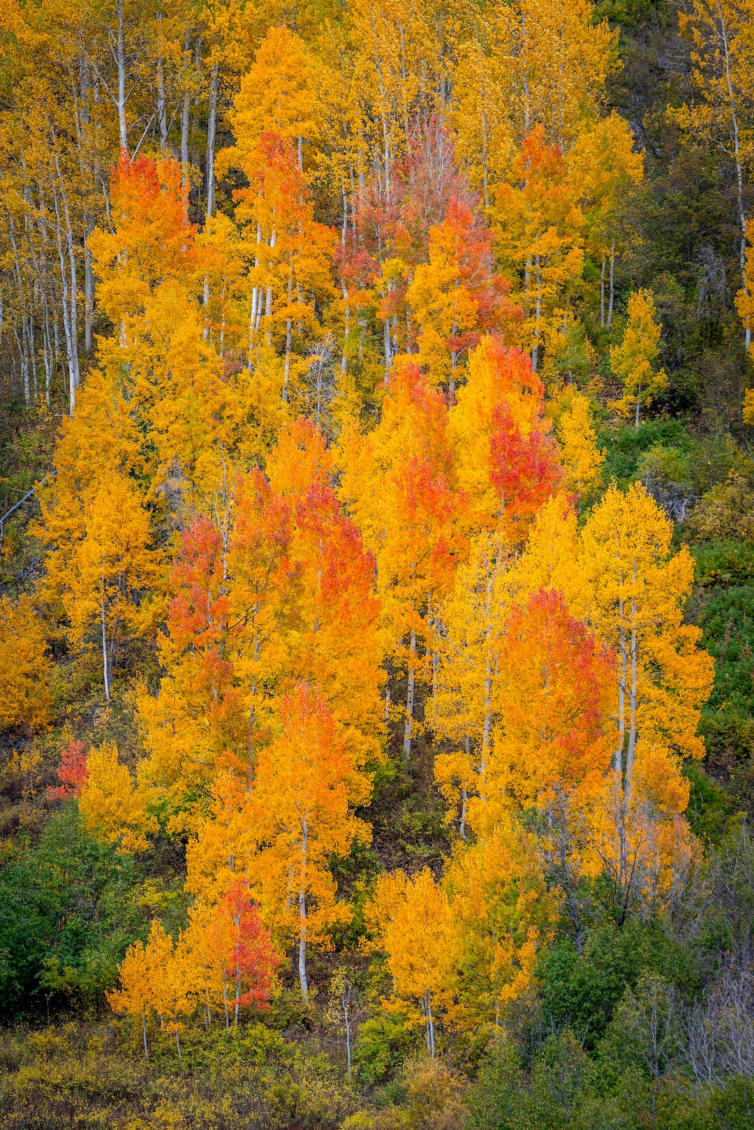 Aspen Trees, Colorado Photography, Fine Art, Changing Seasons, Autumn ...