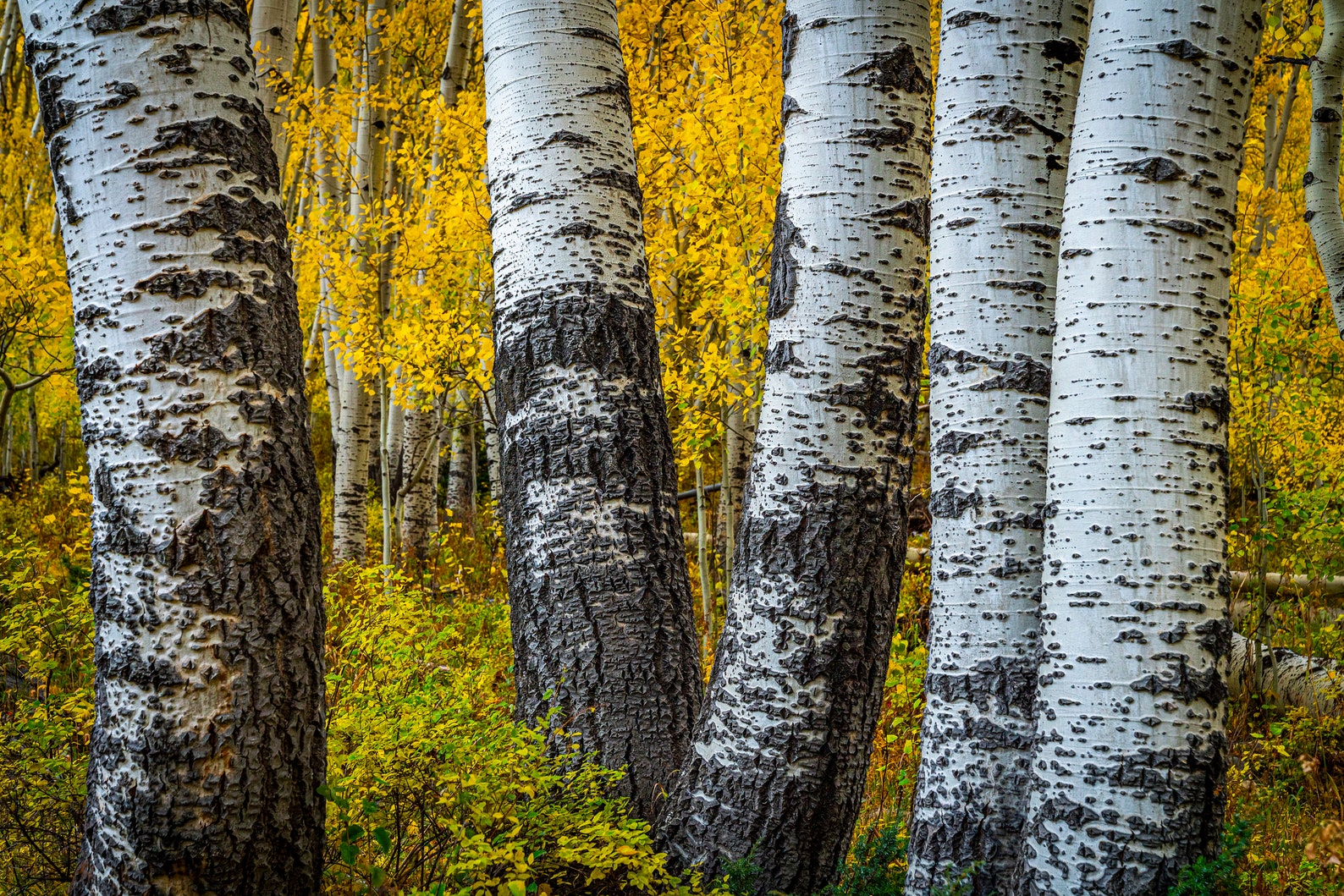 Ouray Colorado Aspen Print, Aspen Grove, Fall Foliage, Wall Art, Nature ...