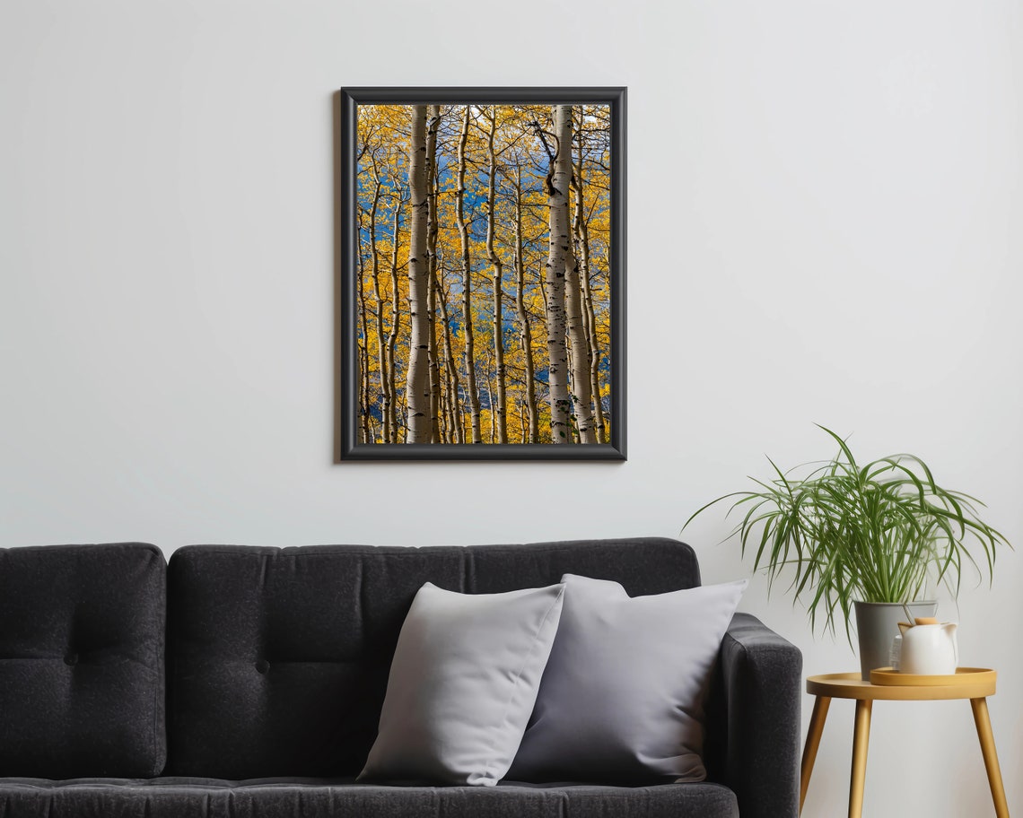 Aspens, Colorado Photography, Fall Foliage Image, Trees, Autumn ...