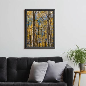 Aspens, Colorado Photography, Fall Foliage Image, Trees, Autumn ...