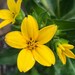 Texas Yellow Star Lindheimera Texana Native Wild Flower Seeds Organic ...