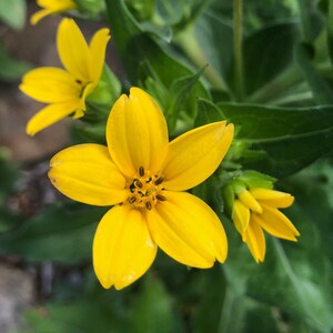 Texas Yellow Star Lindheimera Texana Native Wild Flower Seeds Organic ...