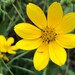 Texas Yellow Star Lindheimera Texana Native Wild Flower Seeds Organic ...
