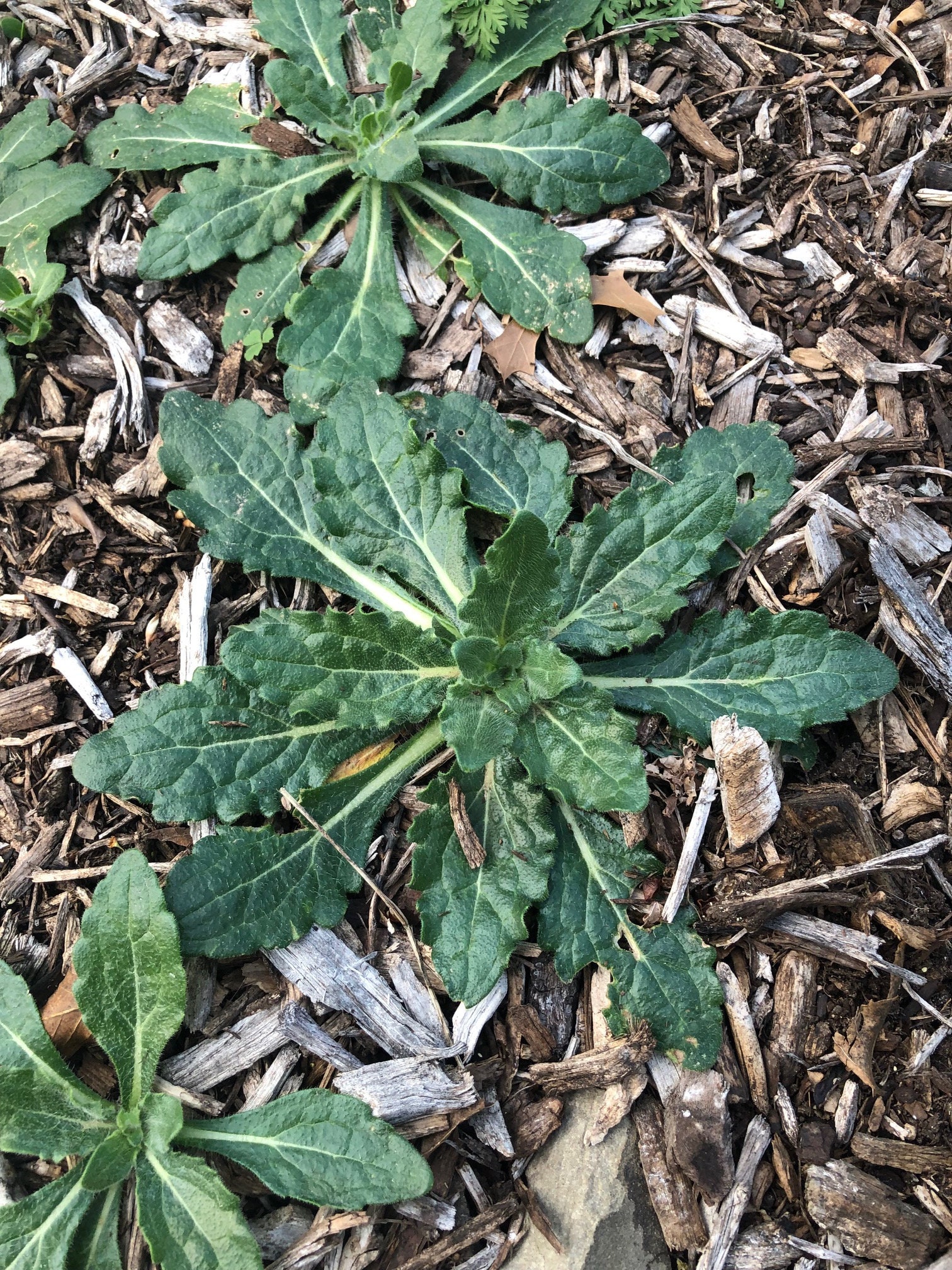 Texas Yellow Star Lindheimera Texana Native Wild Flower Seeds Organic ...