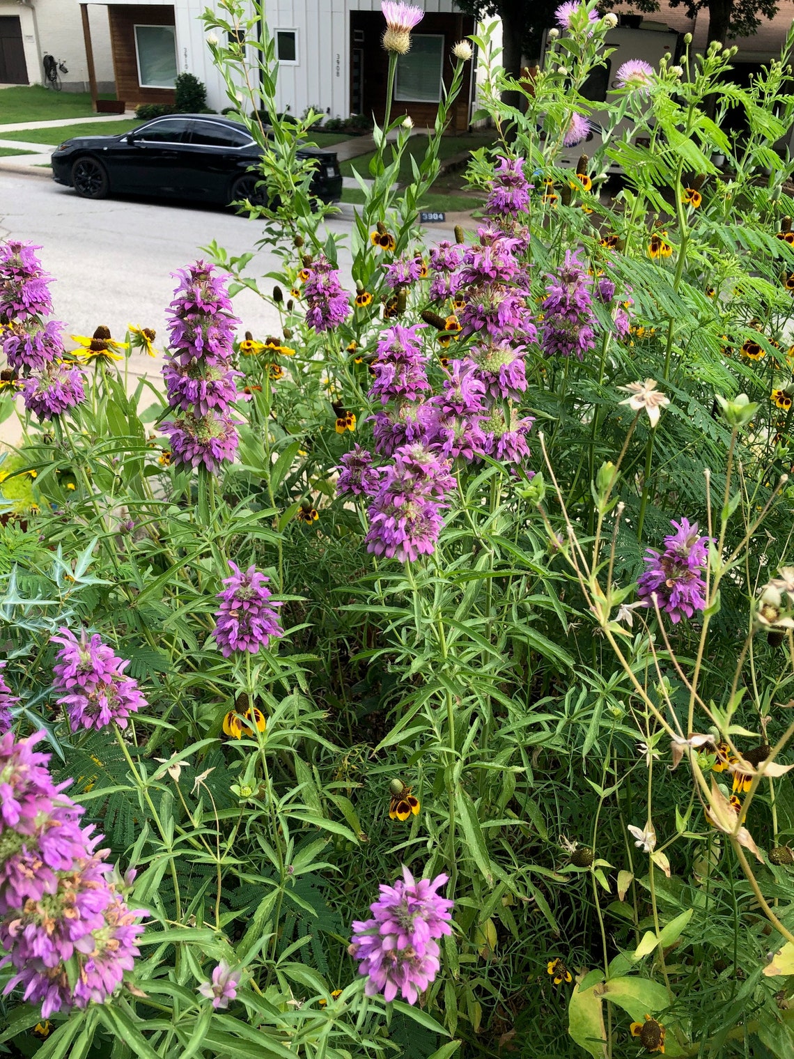 Lemon Bee Balm Monarda Citriodora Native Wild Flower Seeds Organic ...