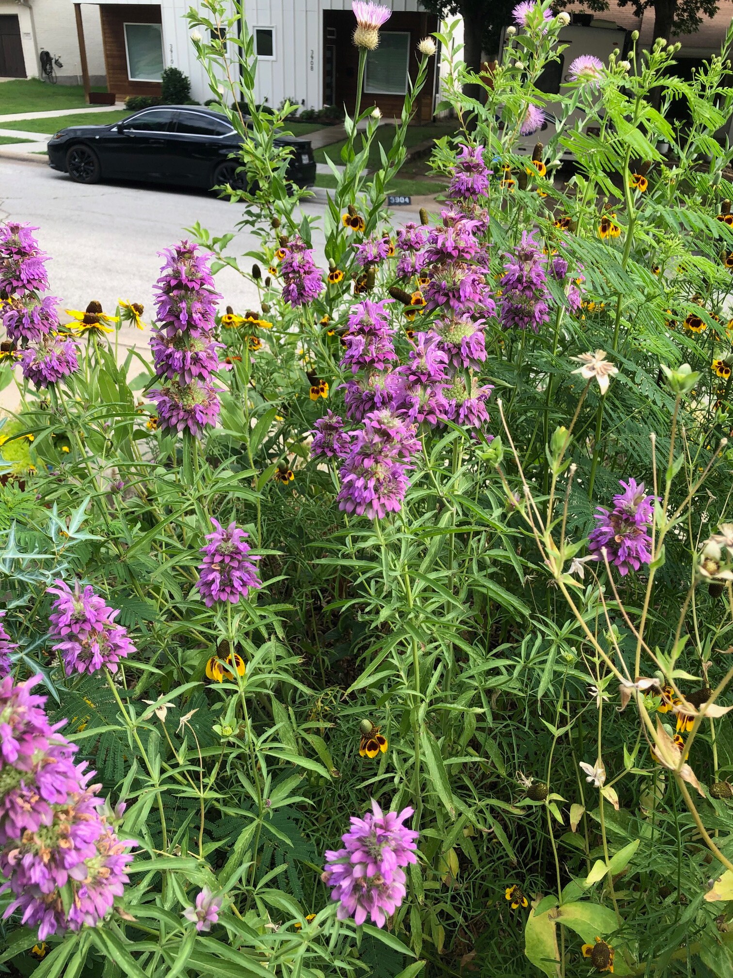 Lemon Bee Balm Monarda Citriodora Native Wild Flower Seeds Organic ...