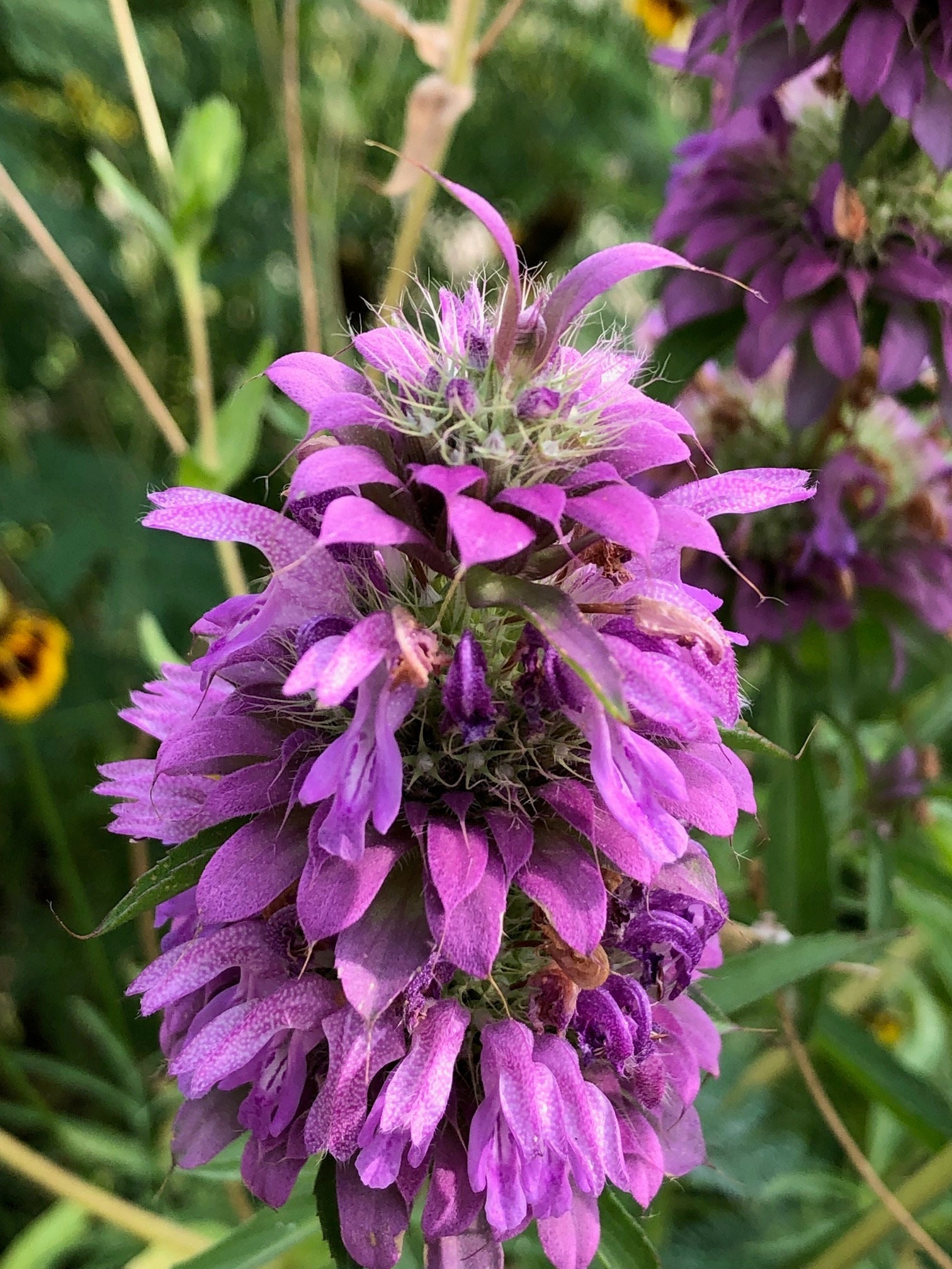 Lemon Bee Balm Monarda Citriodora Native Wild Flower Seeds Organic ...