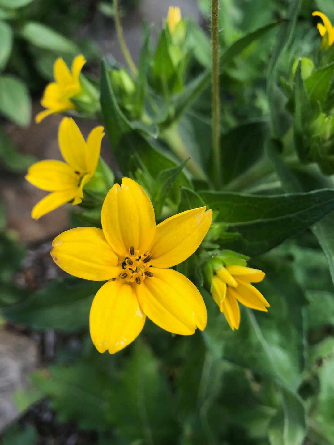 Texas Yellow Star Lindheimera Texana Native Wild Flower Seeds Organic ...