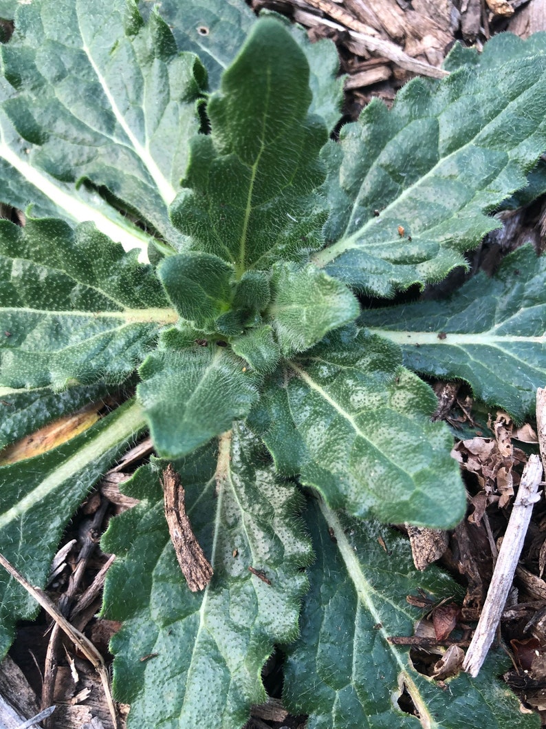 Texas Yellow Star Lindheimera Texana Native Wild Flower Seeds Organic ...