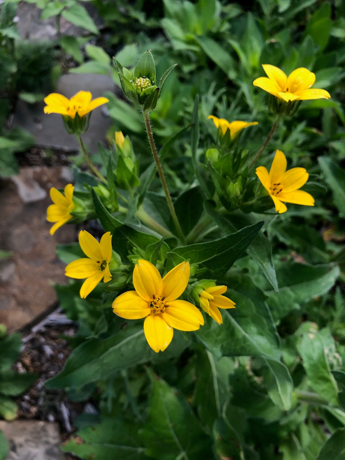 Texas Yellow Star Lindheimera Texana Native Wild Flower Seeds Organic ...