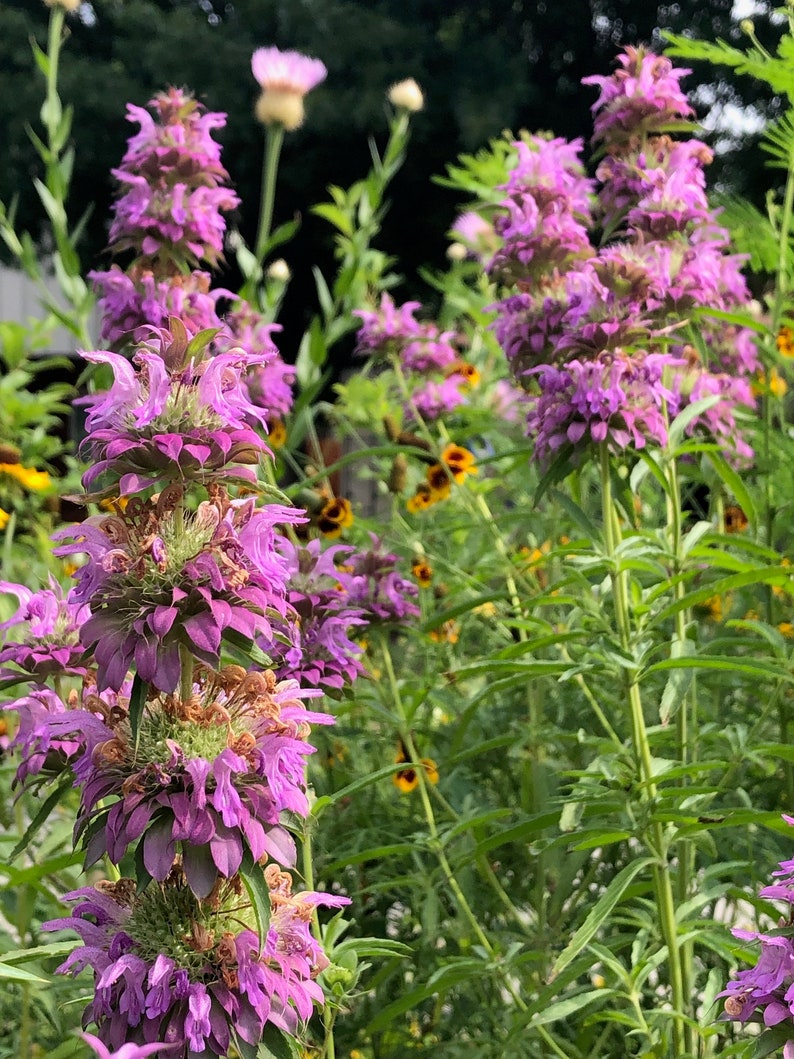 Lemon Bee Balm Monarda Citriodora Native Wild Flower Seeds Organic ...