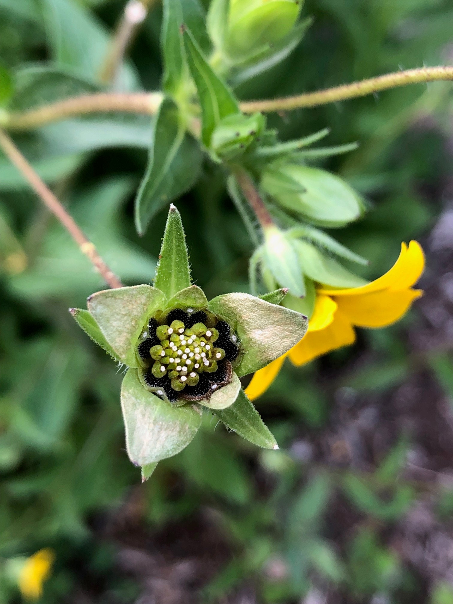 Texas Yellow Star Lindheimera Texana Native Wild Flower Seeds Organic ...