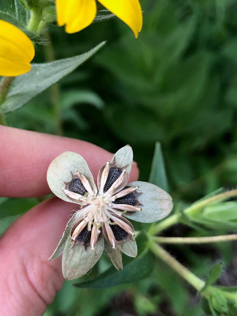 Texas Yellow Star Lindheimera Texana Native Wild Flower Seeds Organic ...