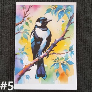 1 - 5 Pack Australian Animals Themed Cards Set #1. (holographic Designs ...