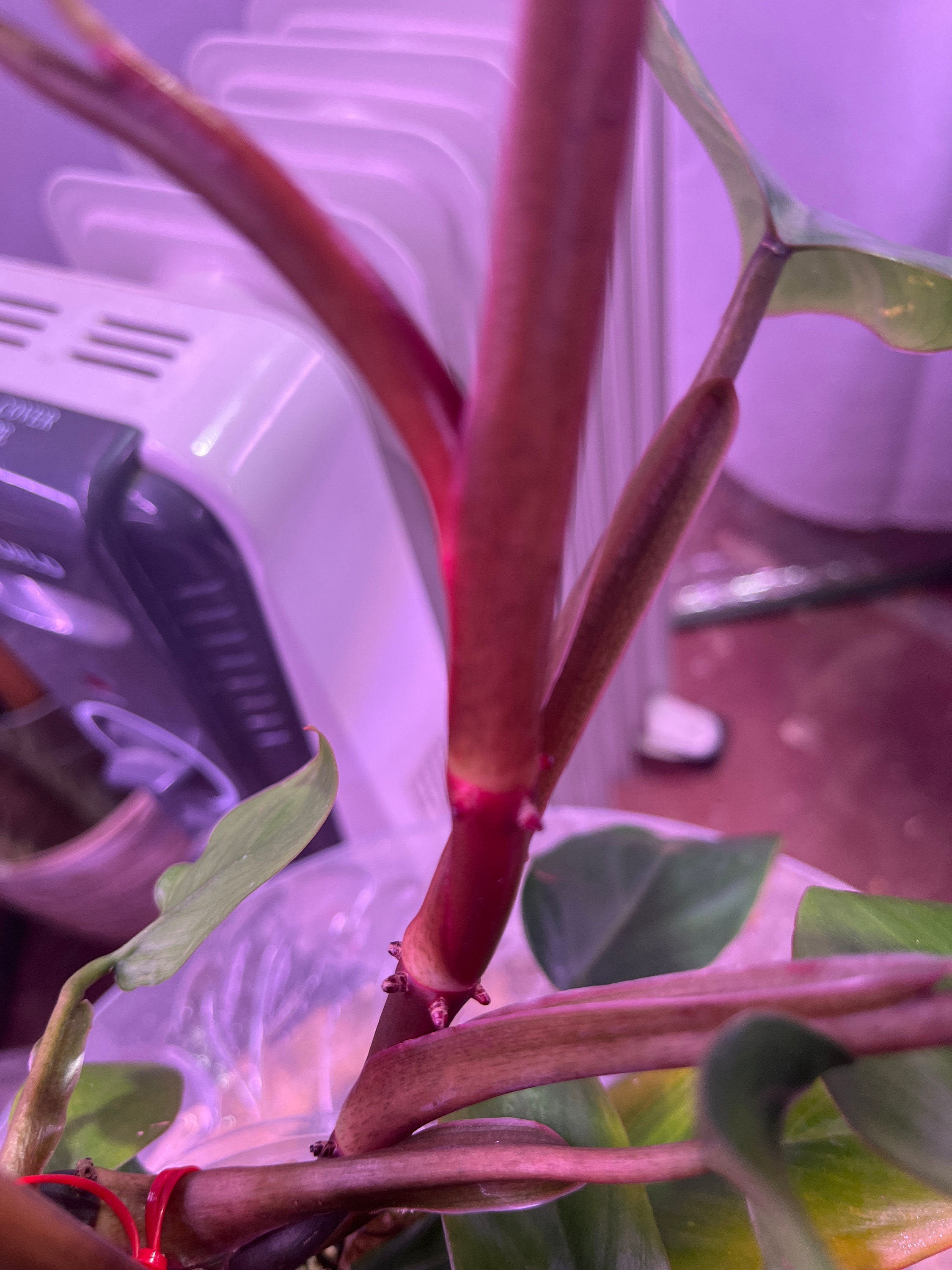 Emerald Red Stem Philodendron Plant - Etsy