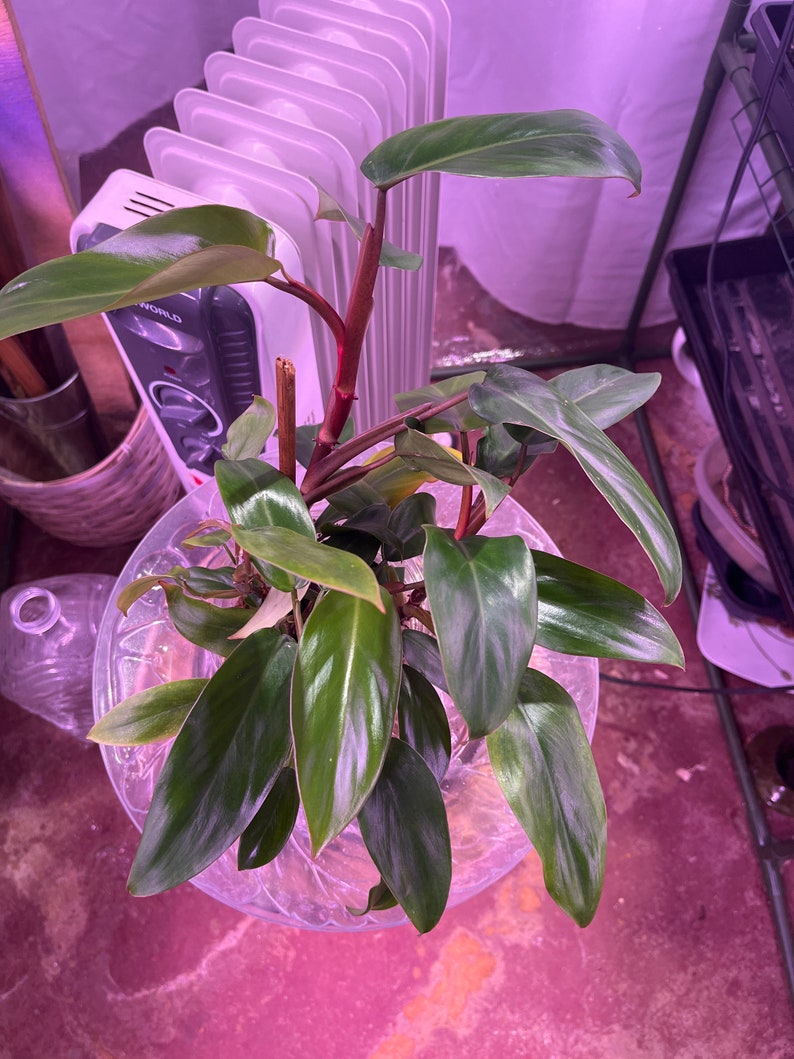 Emerald Red Stem Philodendron Plant - Etsy