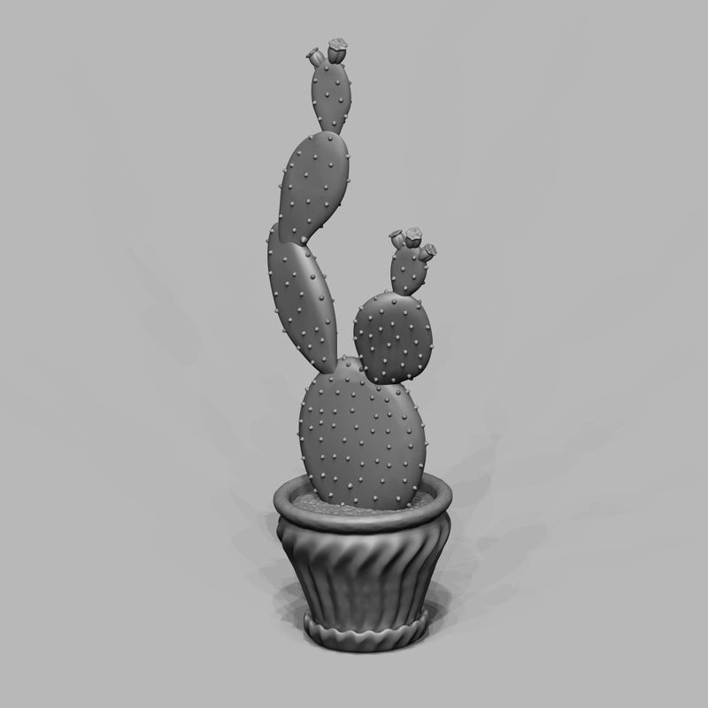 Miniature Cactus - Etsy