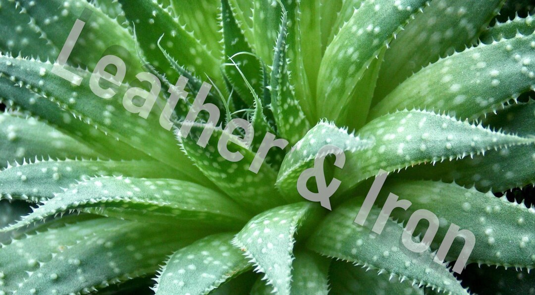 Vinyl Aloe Plant Design Vinyl Checkbook Cover - Etsy