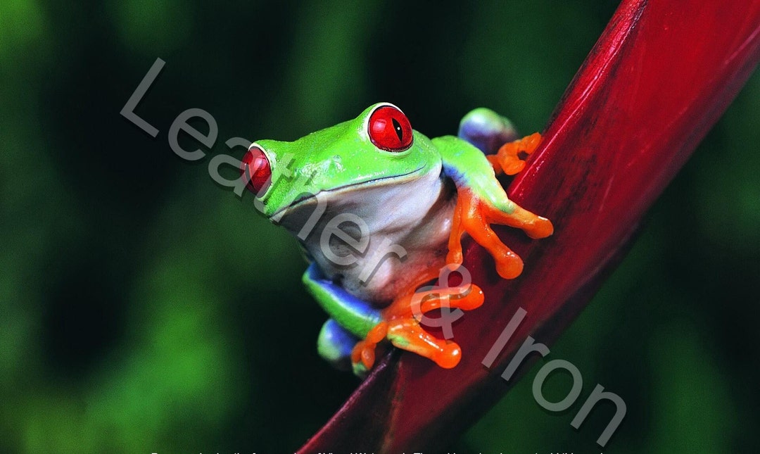 Vinyl Tree Frog Design Checkbook Cover Turtle - Etsy