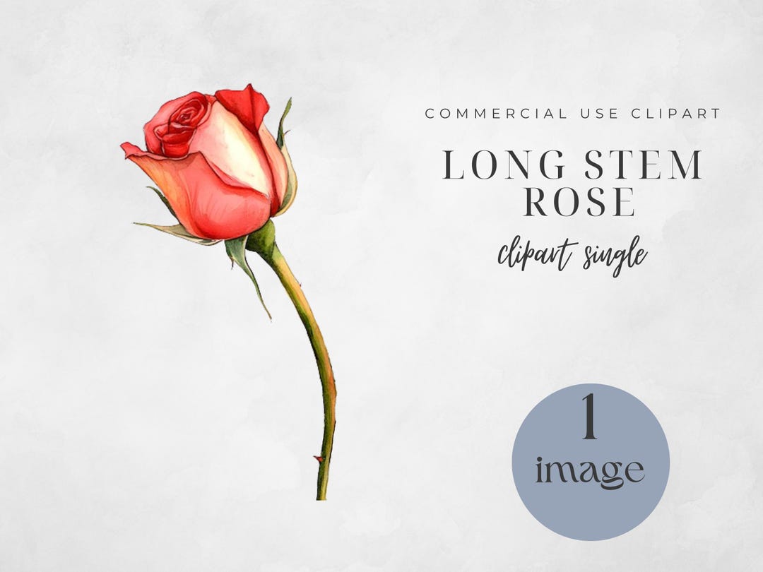Single Rose Watercolor Clipart, Card Making, Watercolor Red Rose ...