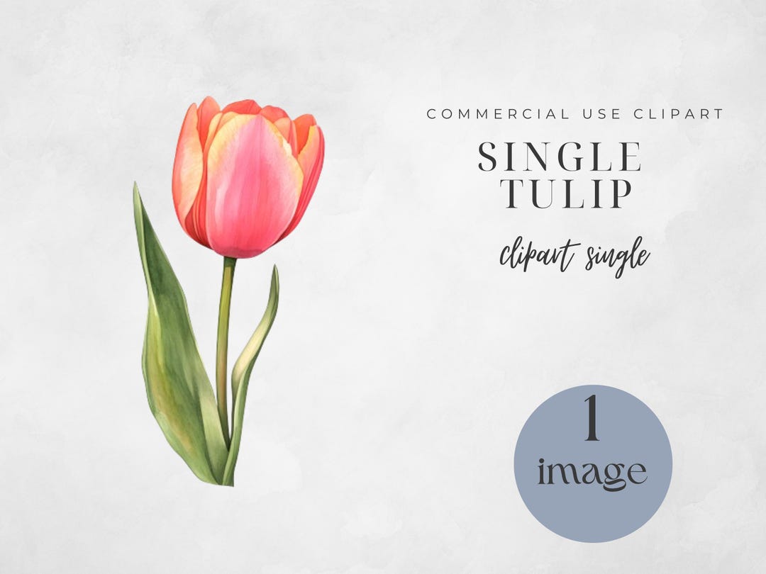 Watercolor Tulip Clipart: Single Spring Flower (PNG Digital Download ...