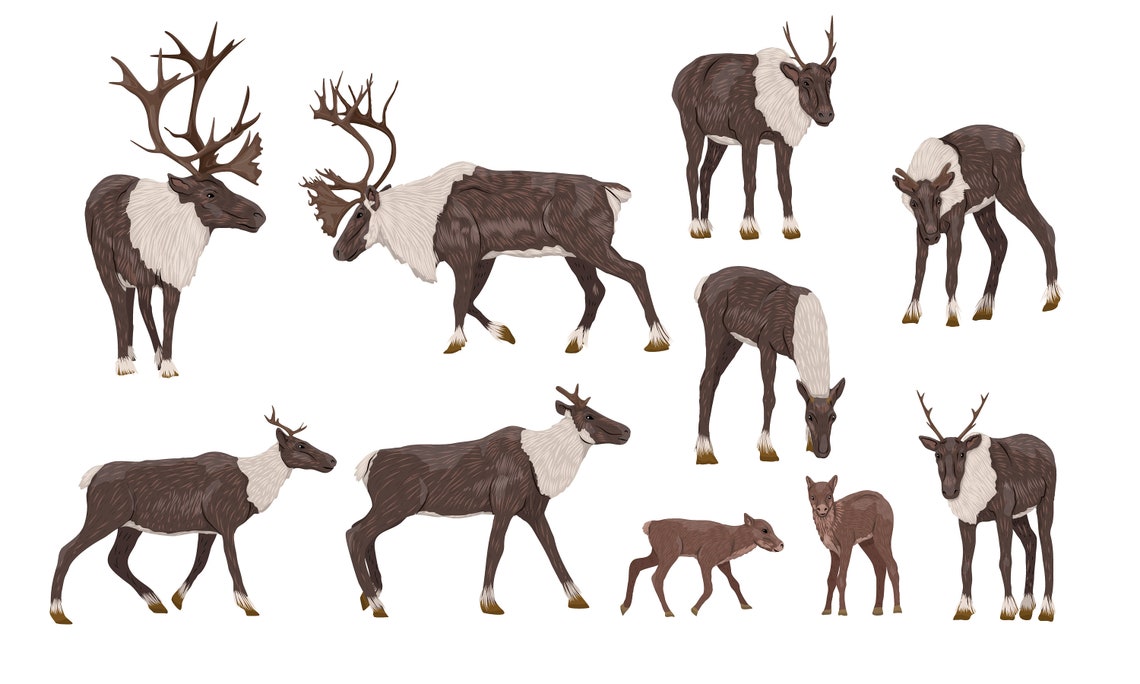 120 Deer SVG Bundle, Deer PNG Bundle, Deer Clipart, Deer SVG Cut Files ...