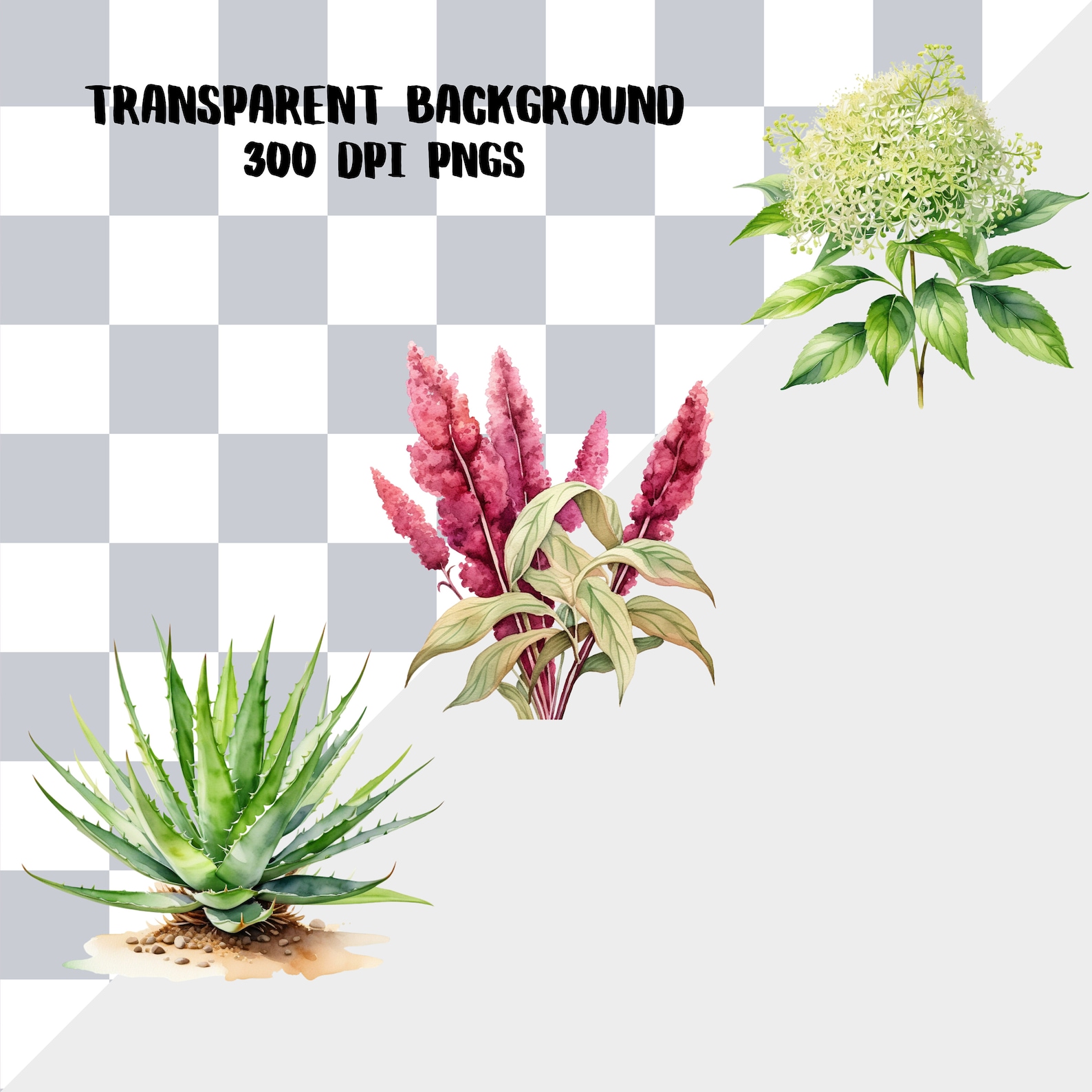 Medicinal Plants Clipart, Set of 155, Watercolor Herb Clip Art ...