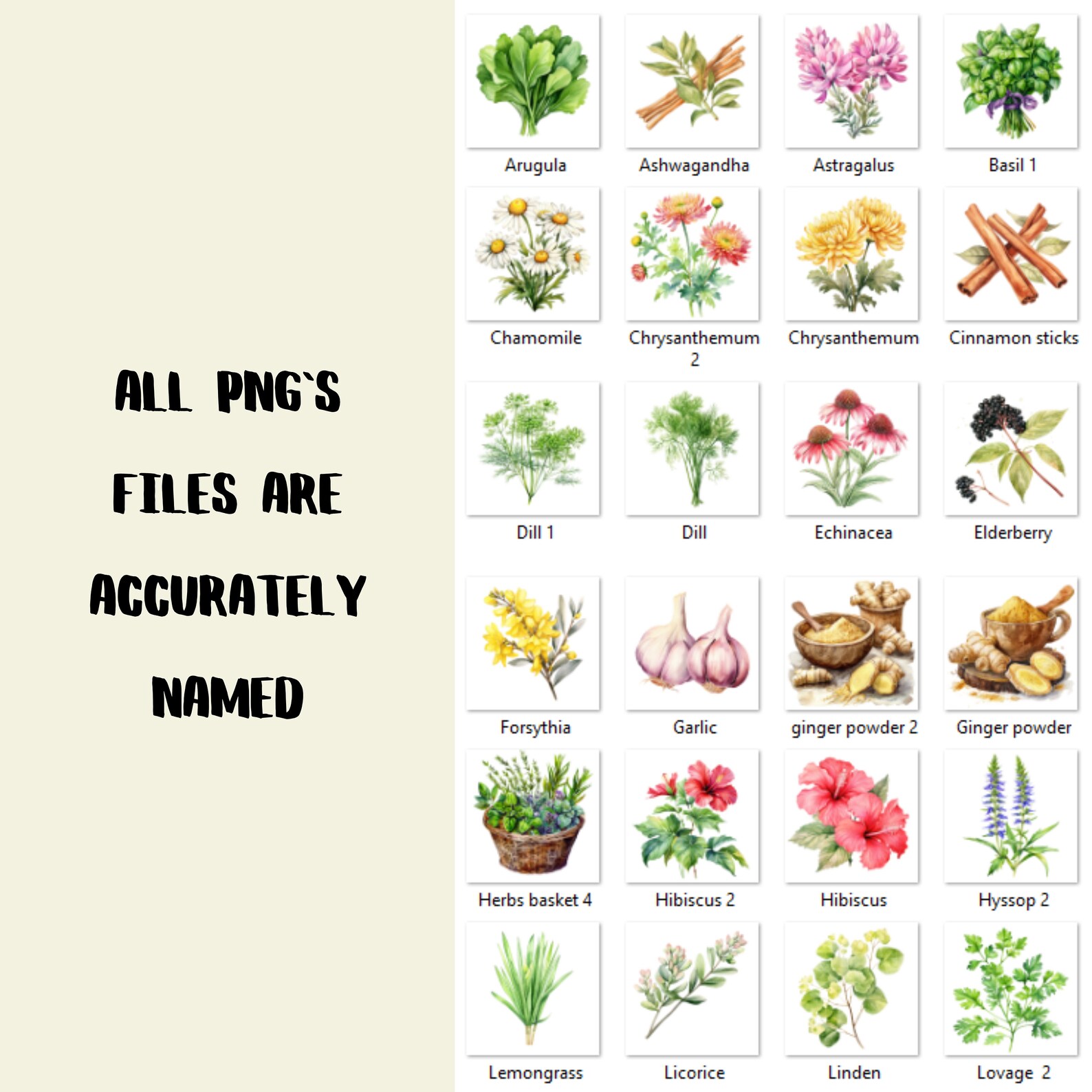 Medicinal Plants Clipart, Set of 155, Watercolor Herb Clip Art ...