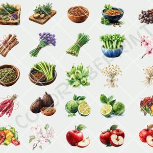 Watercolor Herbs Spices Clip Art, Bundle of 125 PNG, Natural Remedies ...