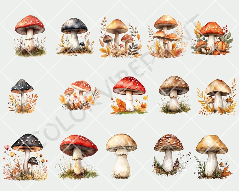 Watercolor Mushroom Clipart, Woodland Forest PNG Set (30, Commercial ...