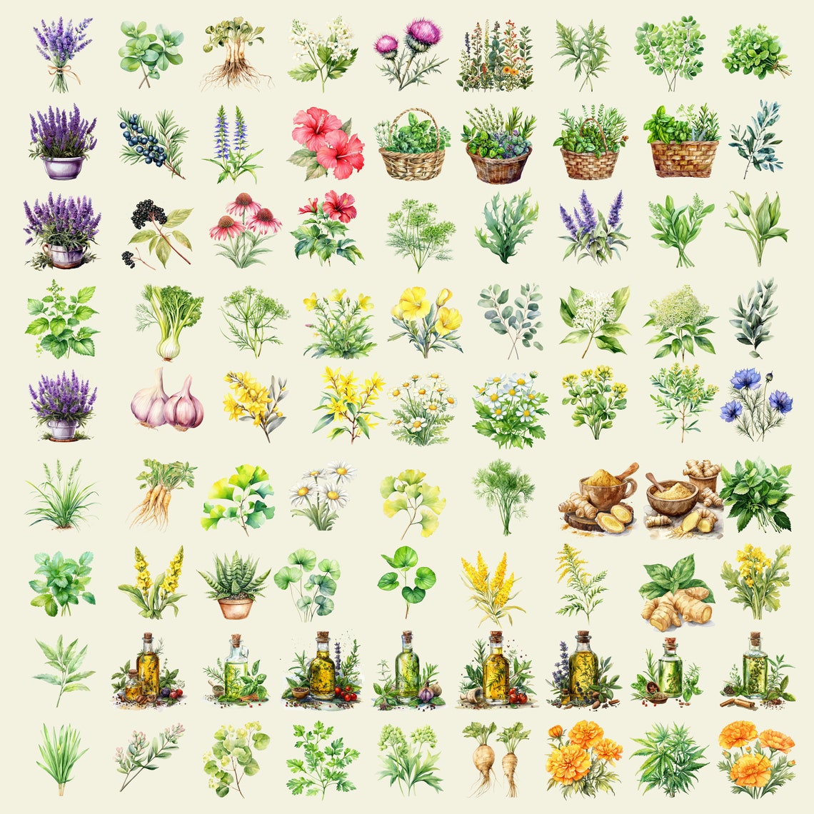 Medicinal Plants Clipart, Set of 155, Watercolor Herb Clip Art ...