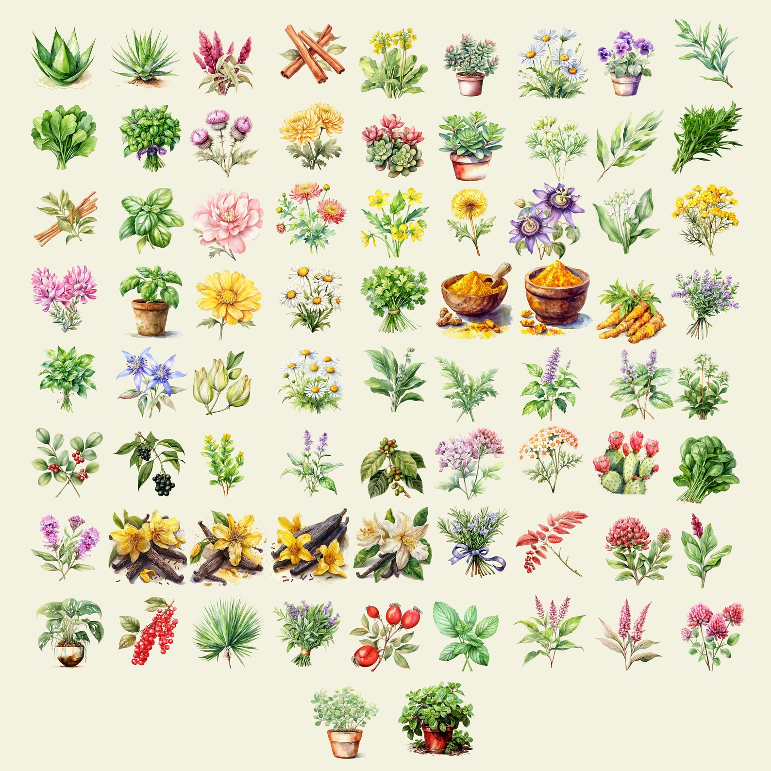 Medicinal Plants Clipart, Set of 155, Watercolor Herb Clip Art ...